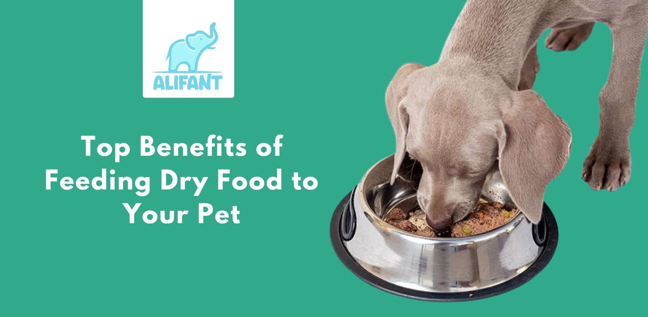 Top Benefits of Feeding Dry Food: A Complete Guide for Pet Owners – Alifant